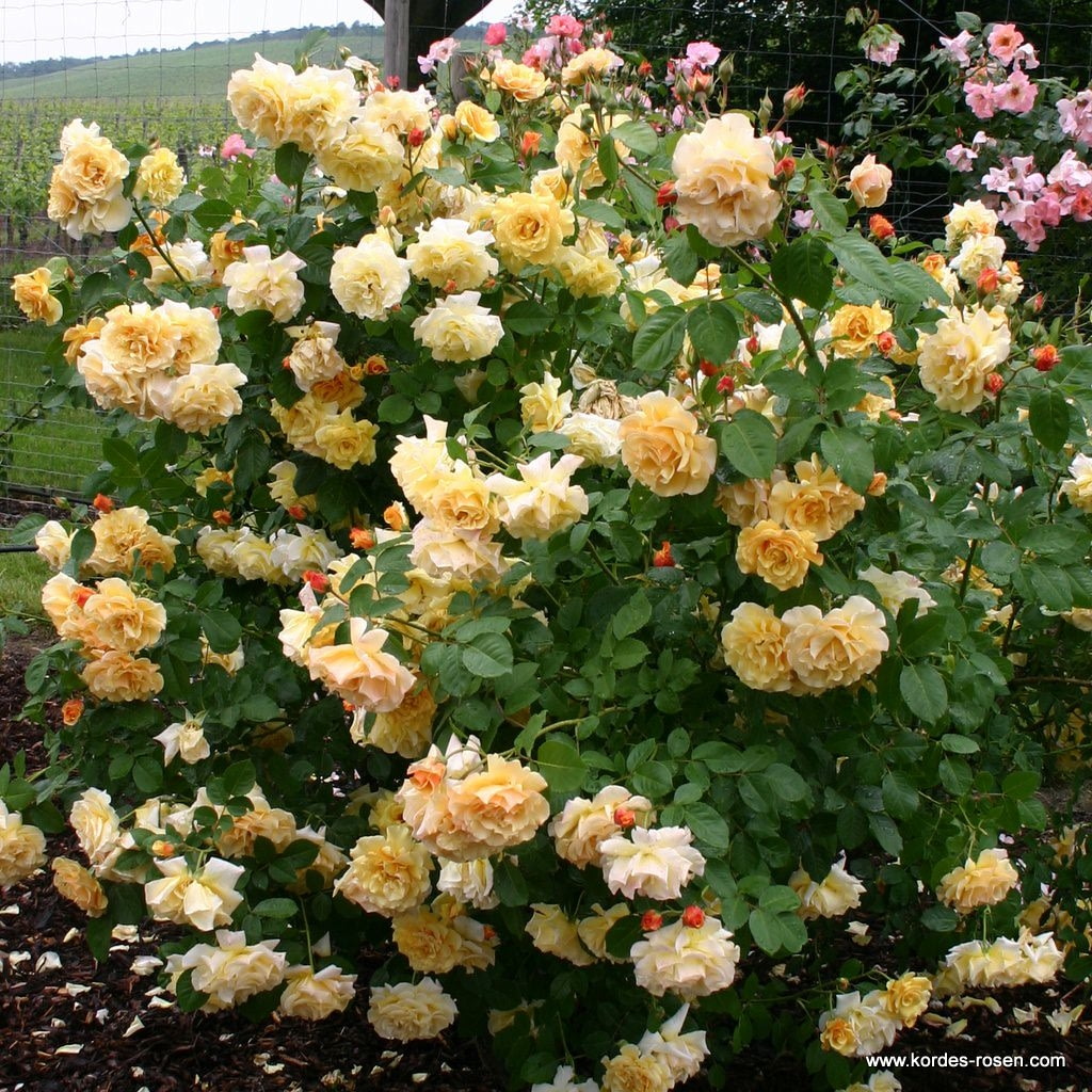 Keřové růže - Nejkrásnější Růže