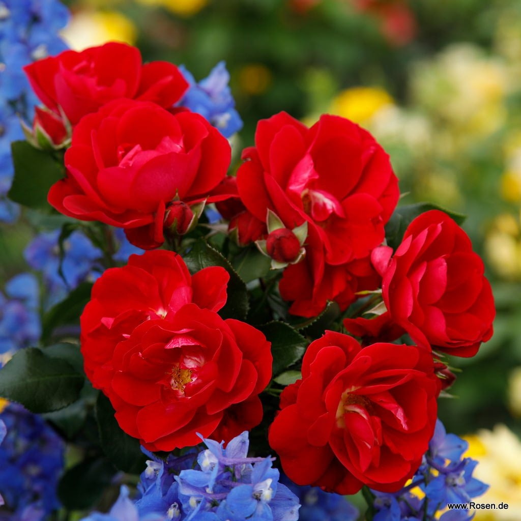 Růže Caracho - Nejkrásnější Růže