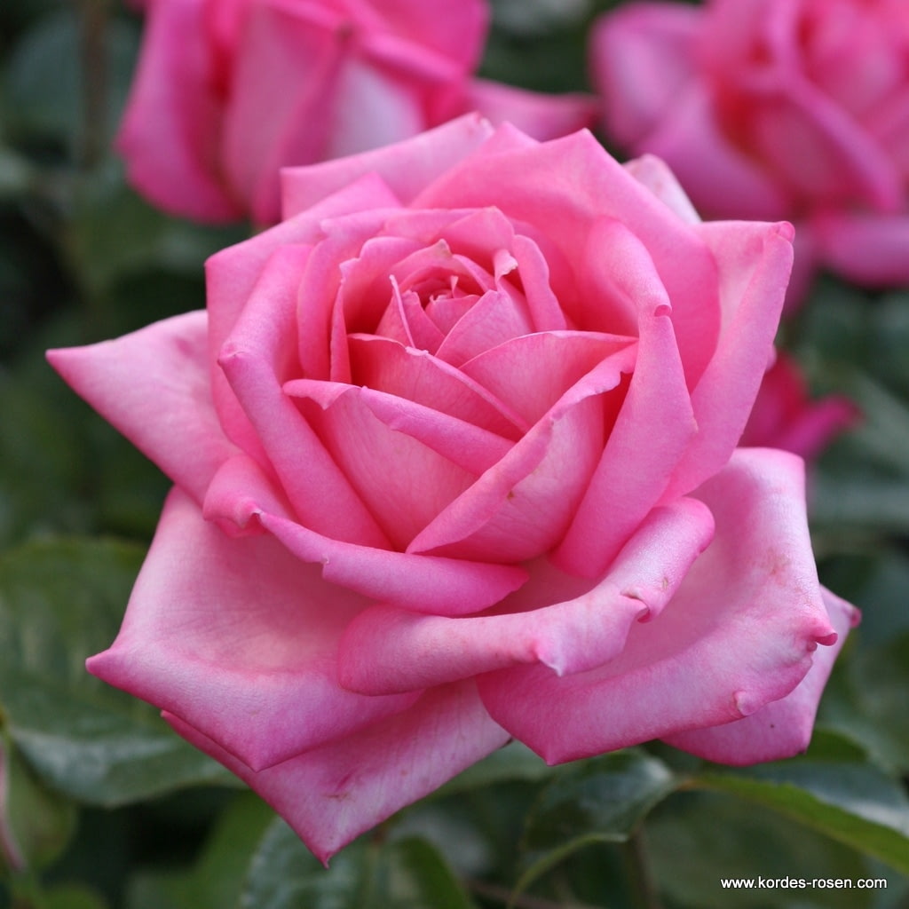 Vyhledávání - Nejkrásnější Růže