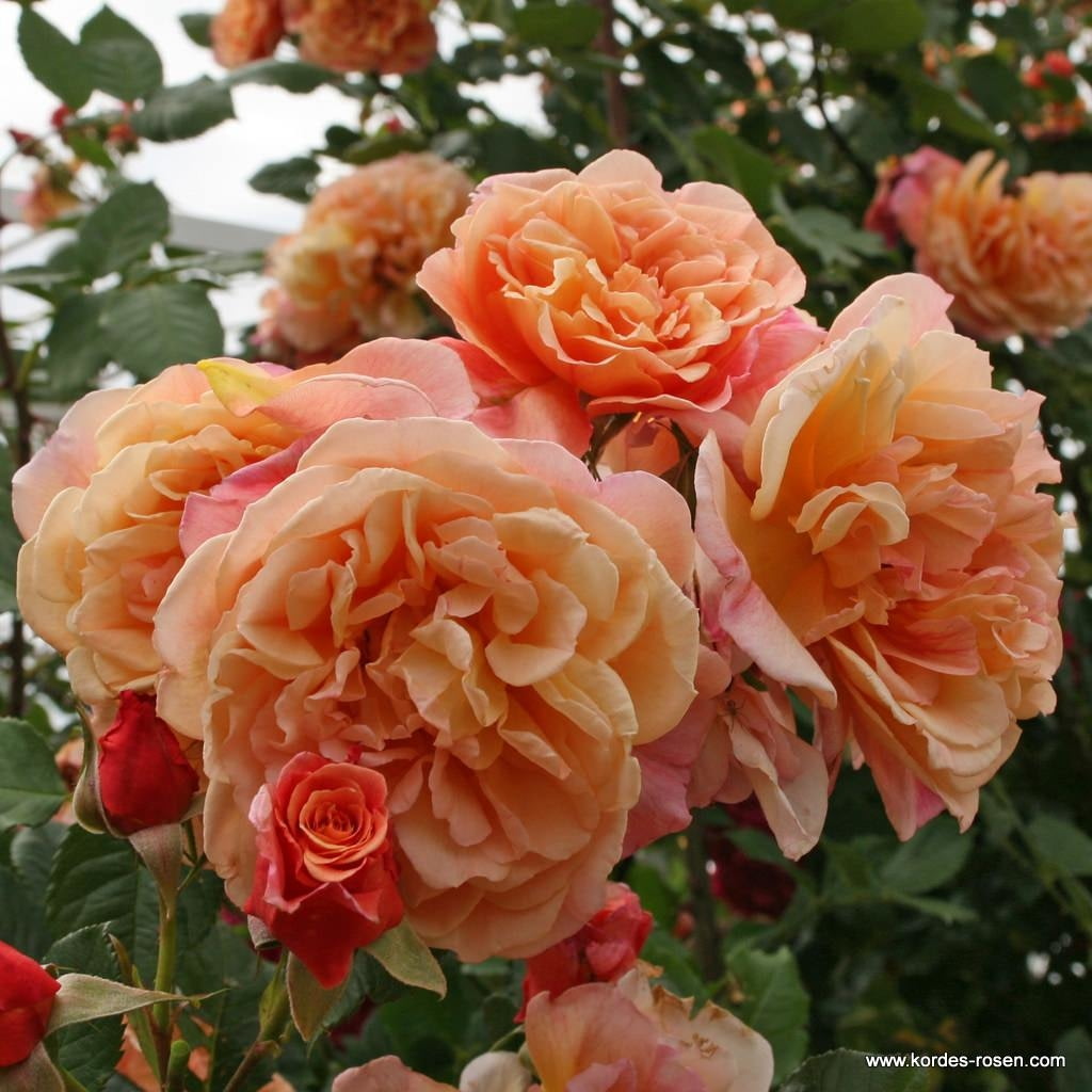 Pnoucí růže - Nejkrásnější Růže