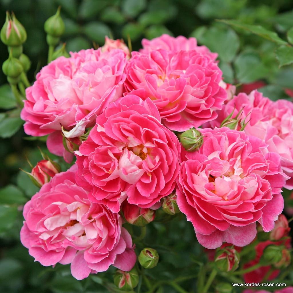 Miniaturní růže - Nejkrásnější Růže