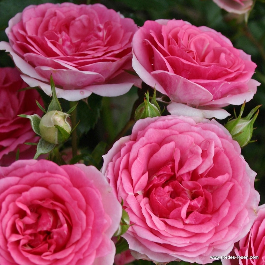 Miniaturní růže - Nejkrásnější Růže