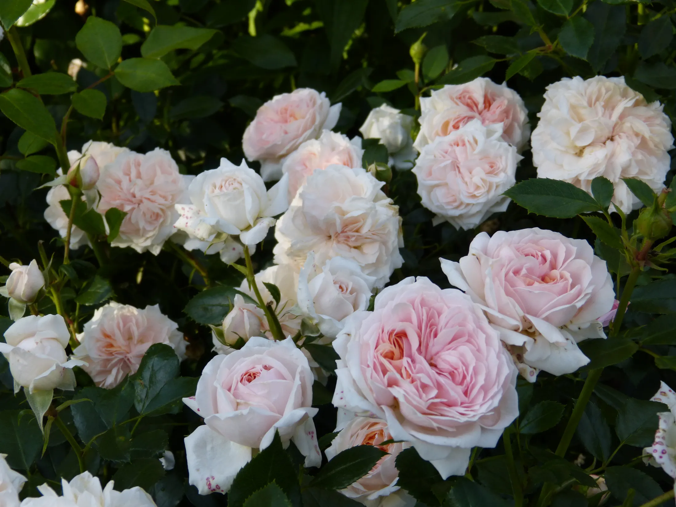 Fotogalerie - Nejkrásnější Růže