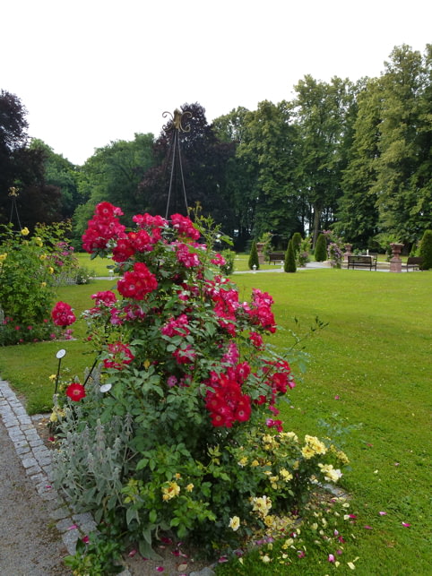 Rozária - Nejkrásnější Růže